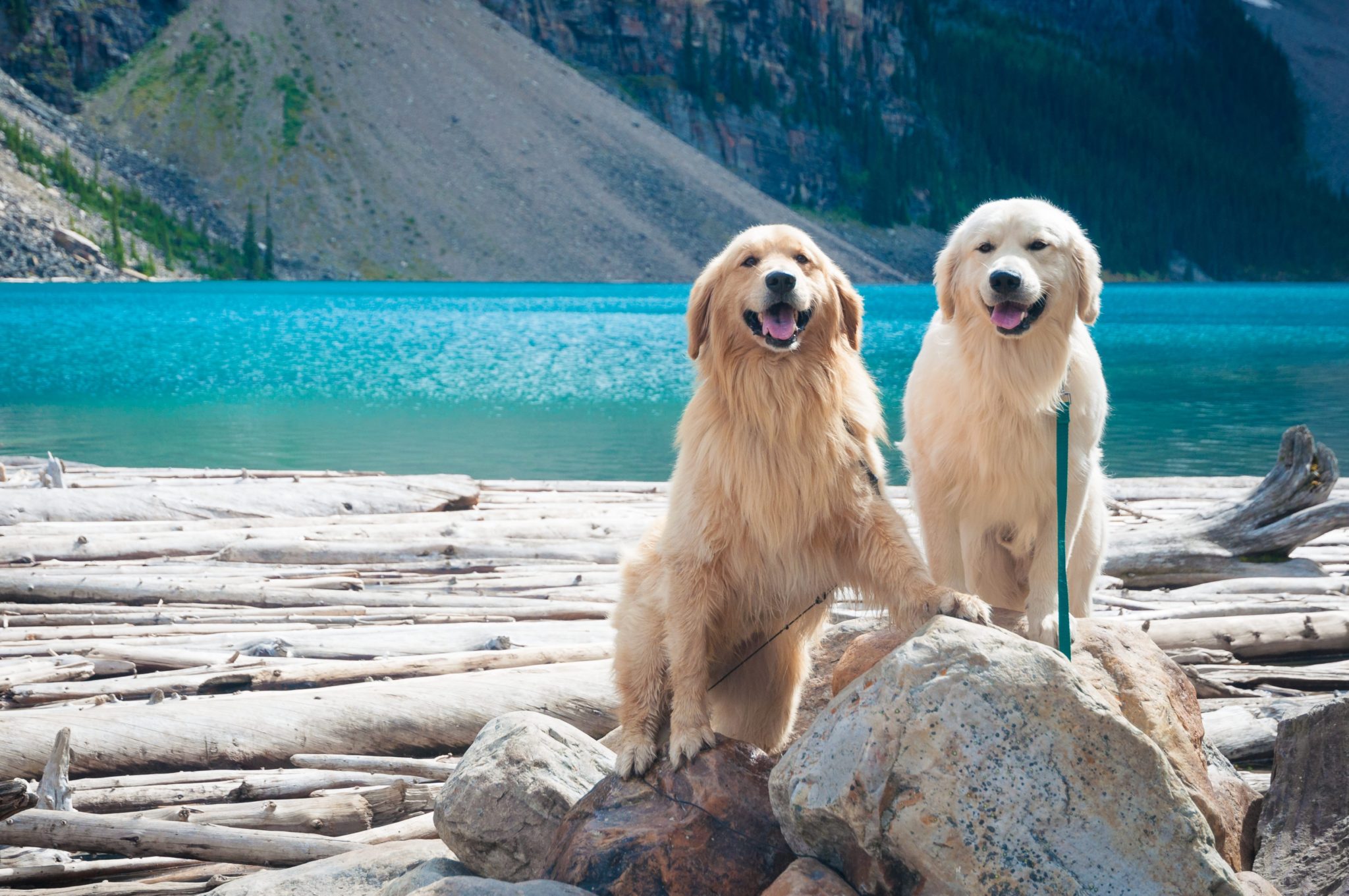 100 Unique and Thoughtful Female Dog Names