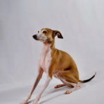 Greyhound Dog | The Ultimate Breed Guide