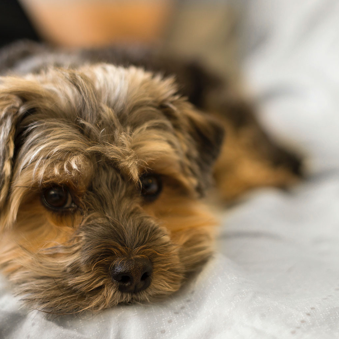 Small Dog Breeds: Top 10 Dogs for your Home